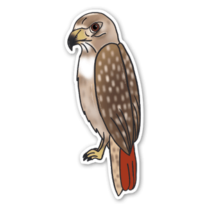 Buy Red Tailed Hawk - Die cut stickers - StickerApp